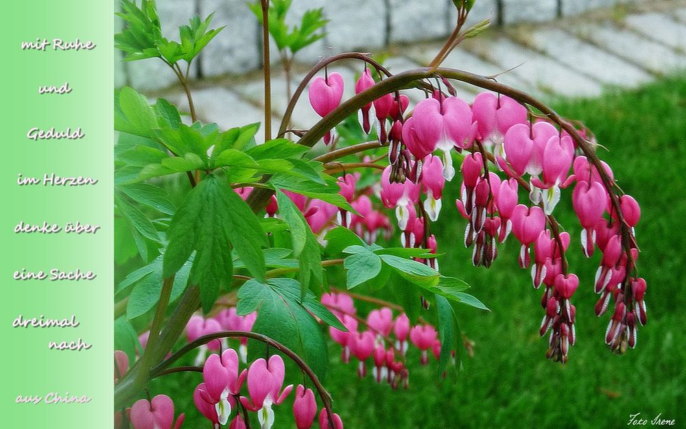 mit Ruhe und Geduld.... Foto & Bild | mai, spezial, frühling Bilder auf ...