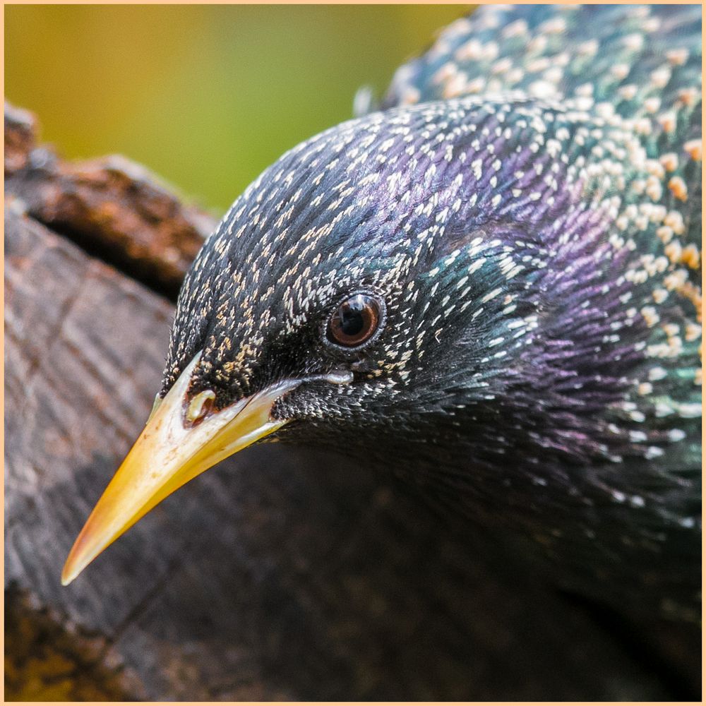 mit scharfem Blick ..... Foto & Bild | tiere, wildlife, wild lebende ...