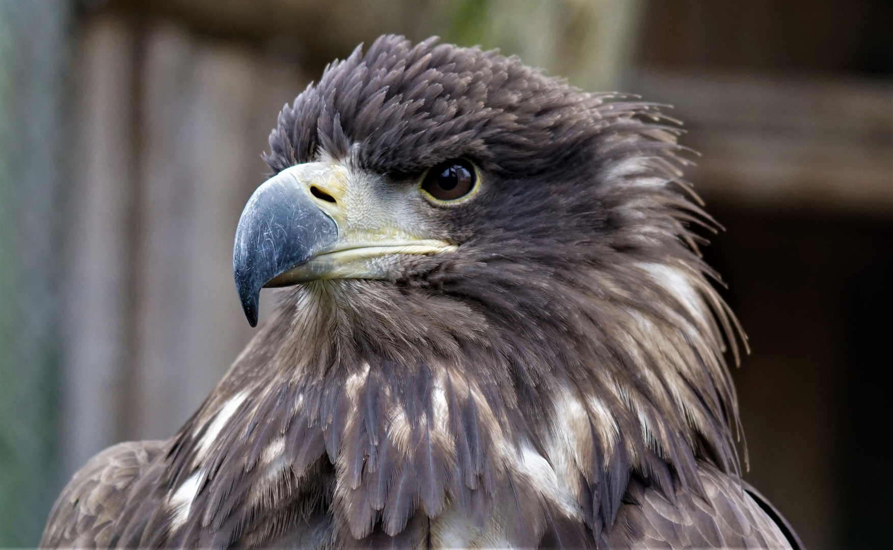 mit scharfen Blick Foto & Bild | tiere, zoo, wildpark & falknerei ...