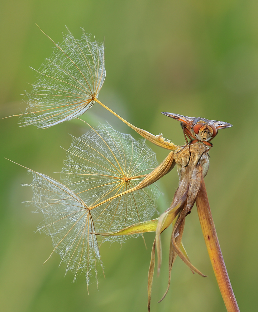 Mit Schirm & Charme... Foto & Bild | tiere, wildlife, insekten Bilder ...