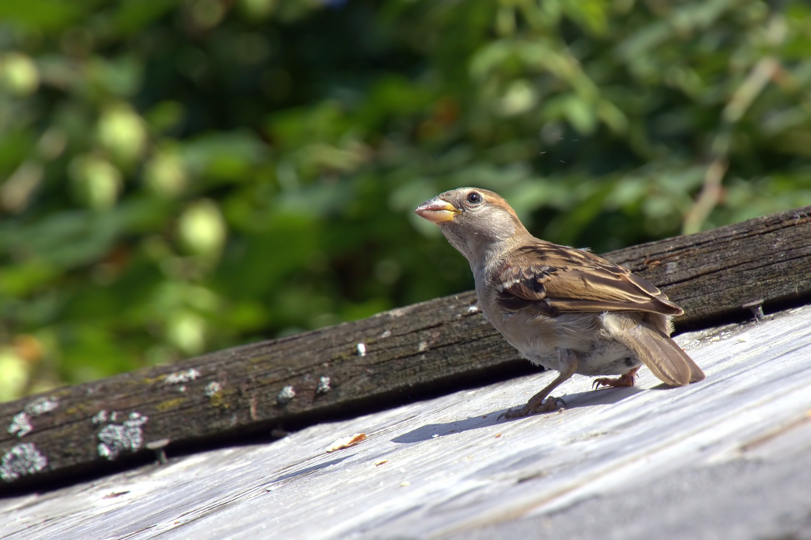 Mit Spatz ... Foto & Bild | natur, sperling, tiere Bilder auf fotocommunity
