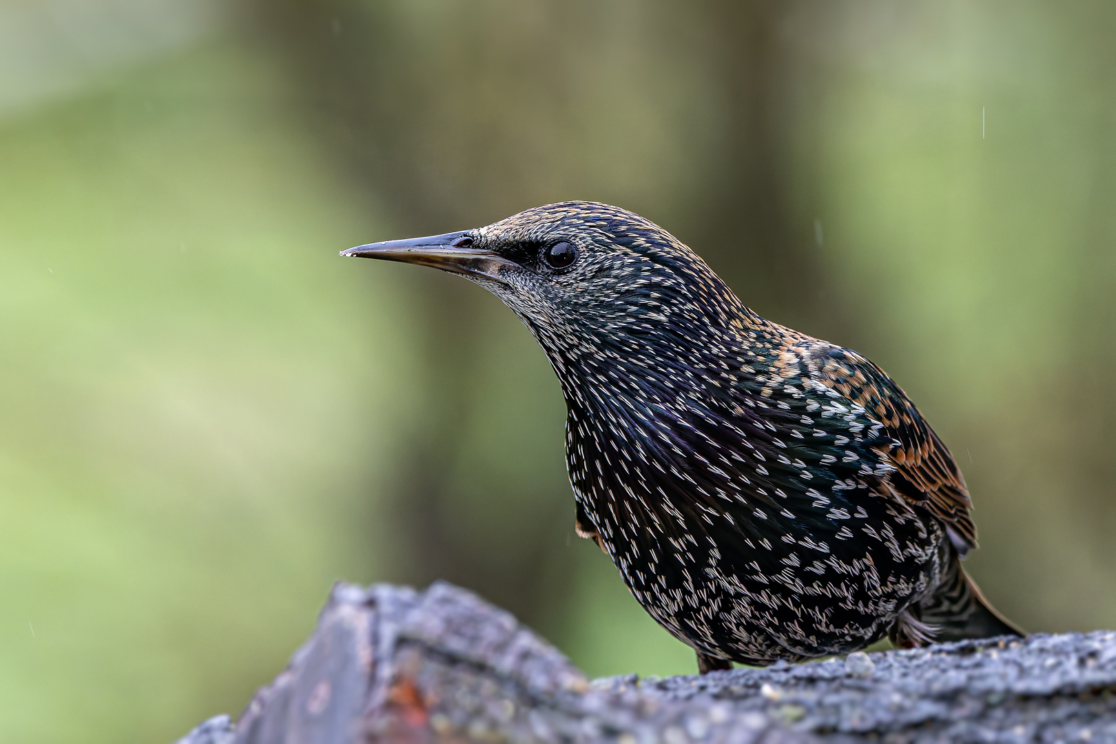 Mit Spitzem Schnabel Foto & Bild | tiere, wildlife, wild lebende vögel ...