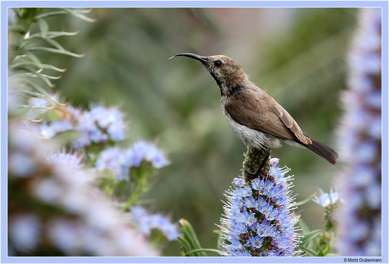 mit spitzem Zünglein.... Foto & Bild | tiere, wildlife, wild lebende ...