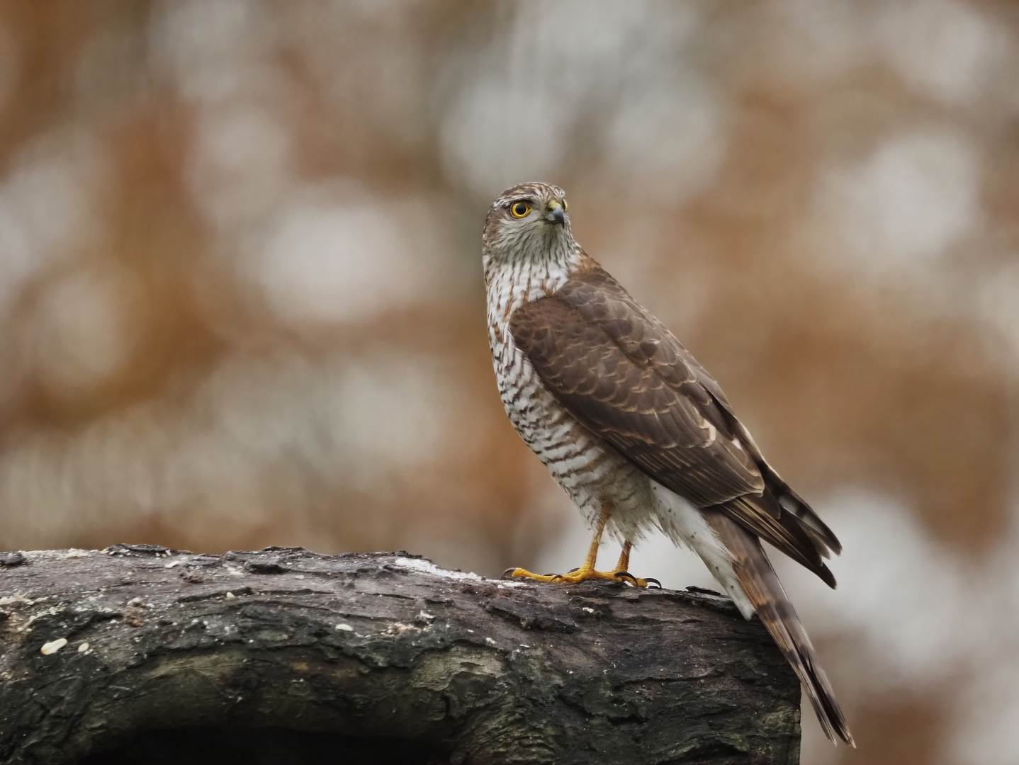 Mit "Tarn-Hintergrund".... Foto & Bild | tiere, wildlife, wild lebende ...