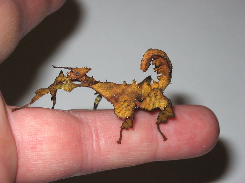 Mit viel Fingerspitzengefühl Foto & Bild | tiere, haustiere ...