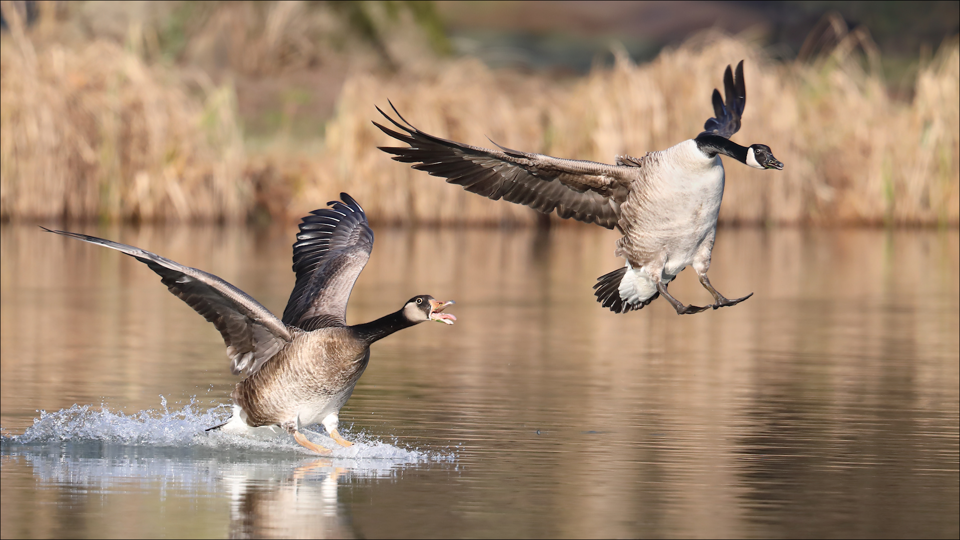 Mit viel Geschrei... Foto & Bild | natur, vogel, kanadagans Bilder auf ...