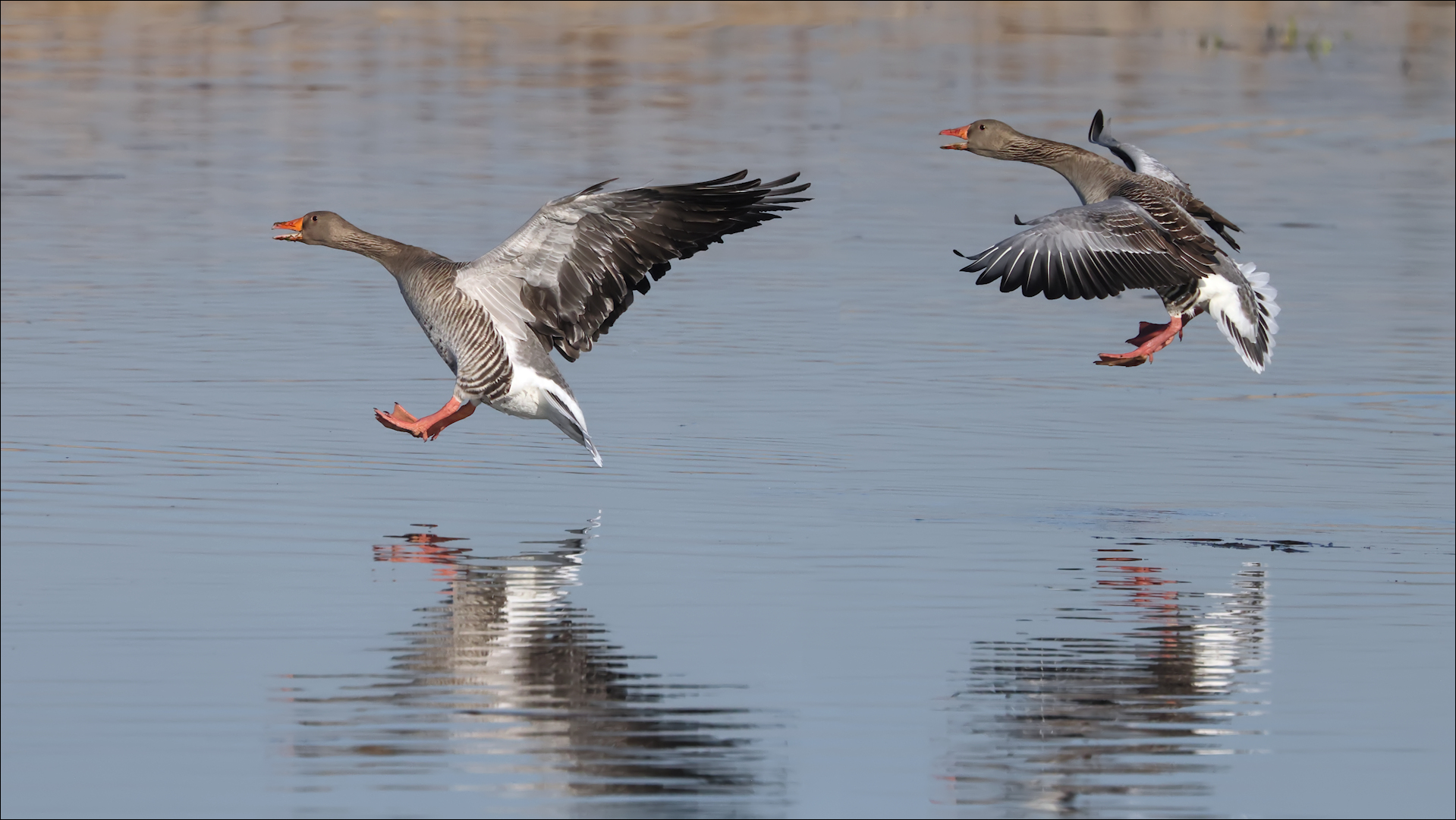 Mit viel Geschrei .... Foto & Bild | tiere, wildlife, wild lebende ...