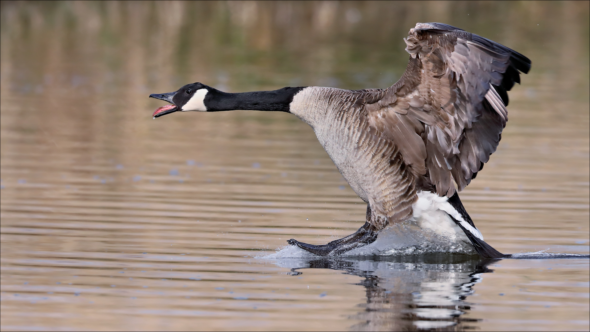 Mit viel Geschrei.... Foto & Bild | natur, vogel, kanadagans Bilder auf ...