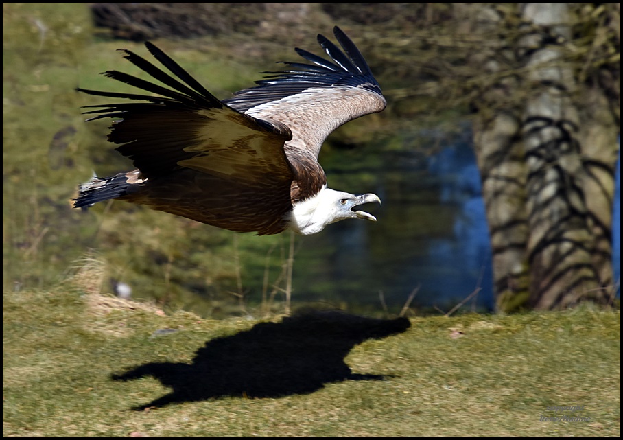 Mit viel Geschrei ... Foto & Bild | tiere, zoo, wildpark & falknerei ...