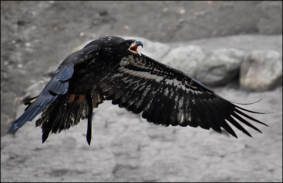 Mit viel Geschrei ... Foto & Bild | natur, zoo, tiere Bilder auf ...