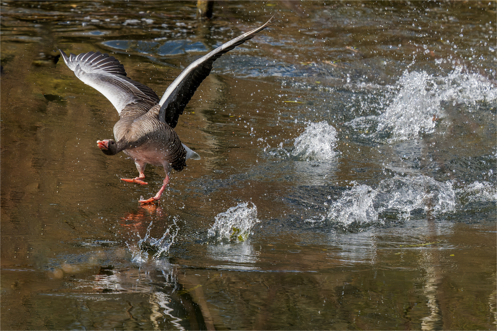 mit viel Geschrei ..... Foto & Bild | tiere, wildlife, wild lebende ...