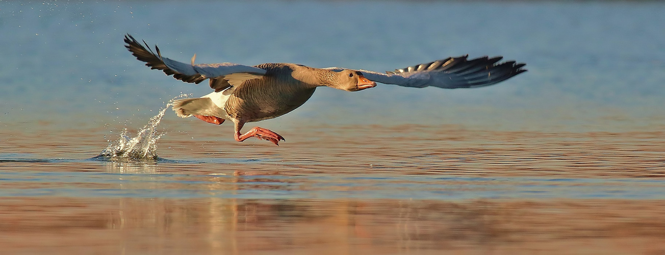 Mit Vollgas Foto & Bild | natur, landschaft, tiere Bilder auf fotocommunity