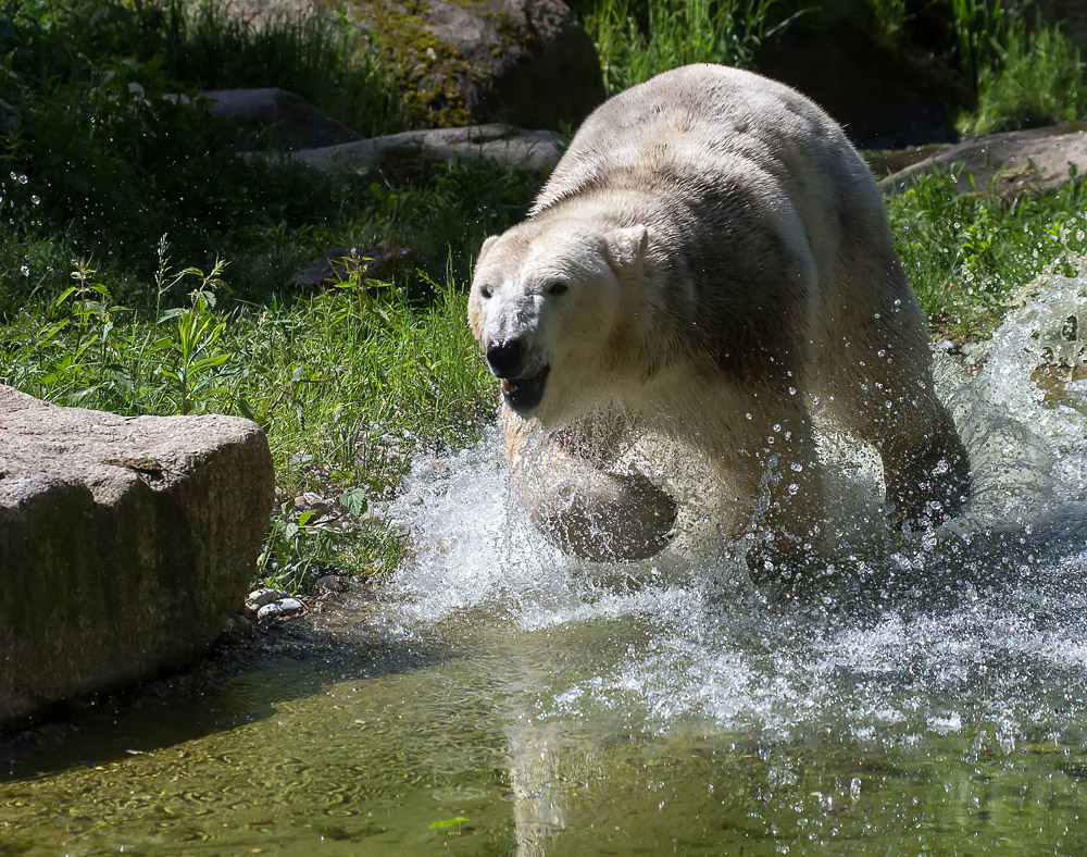 Mit Vollgas...... Foto & Bild | tiere, zoo, wildpark & falknerei ...