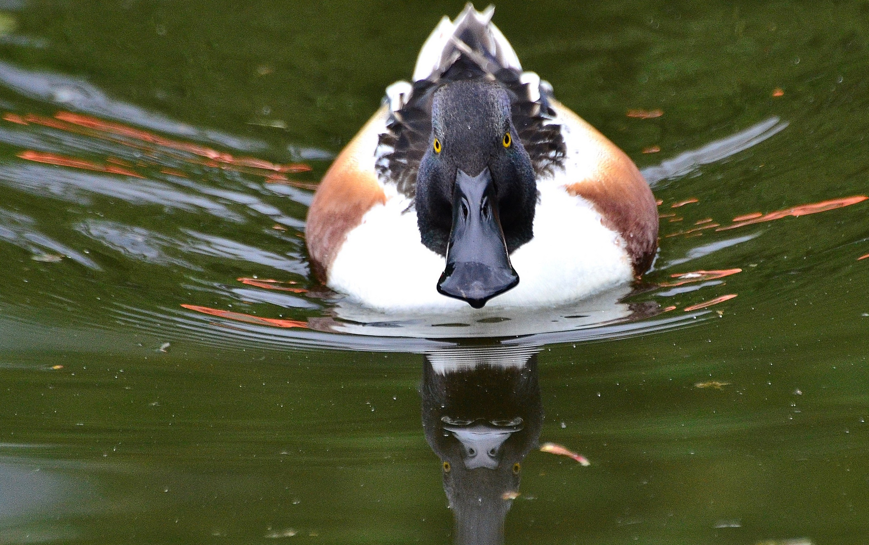 Mit Vollgas voraus .... Foto & Bild | tiere, wildlife, wild lebende ...