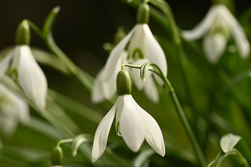 Mit Vorsatzlinse Foto & Bild | zum verlinken Bilder auf fotocommunity