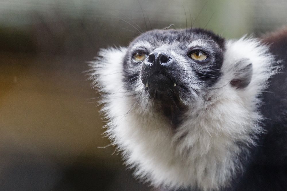Mit weißem Bart Foto & Bild | natur, affen, zoo Bilder auf fotocommunity