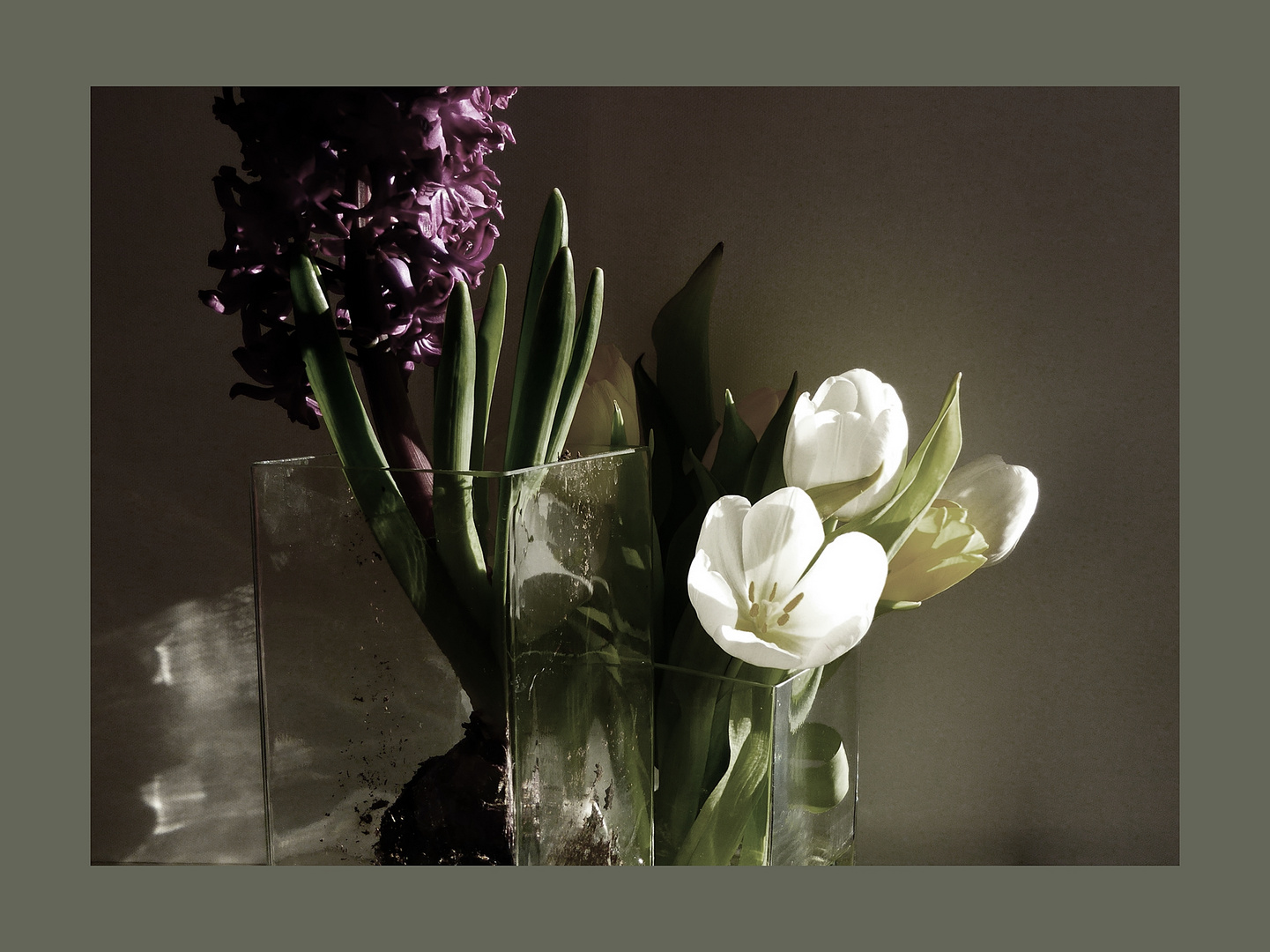 mit weißen Tulpen Foto & Bild | jahreszeiten, frühling, spezial Bilder auf fotocommunity