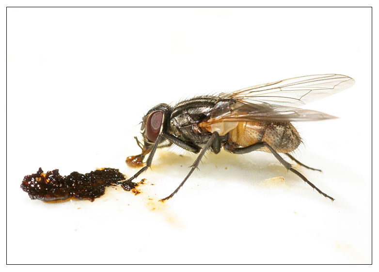 Mitesser Foto & Bild | tiere, wildlife, insekten Bilder auf fotocommunity