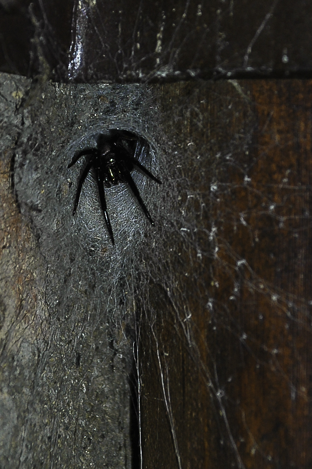 Mitesser Foto & Bild | world, dokumentation, sommer Bilder auf ...