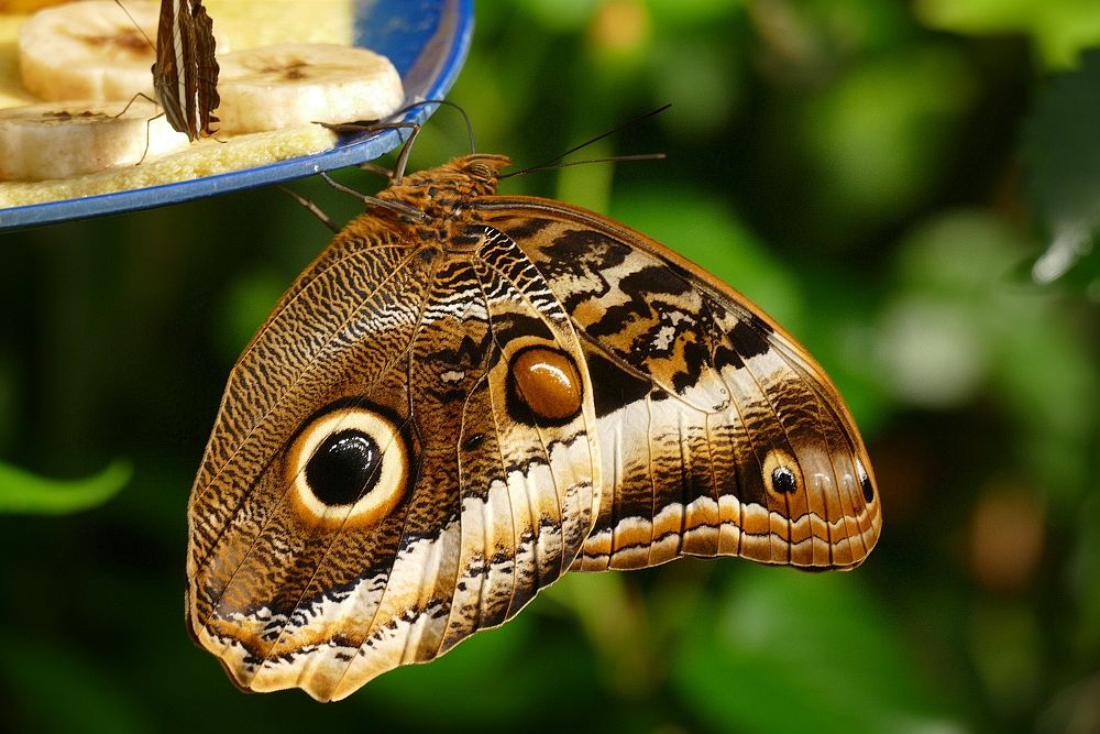 Mit´m Rüssel übern... Foto & Bild | natur, erfurt, tiere Bilder auf ...