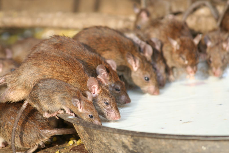 Mittagessen im Rattentempel Karni Mata Foto & Bild | asia, india, south ...