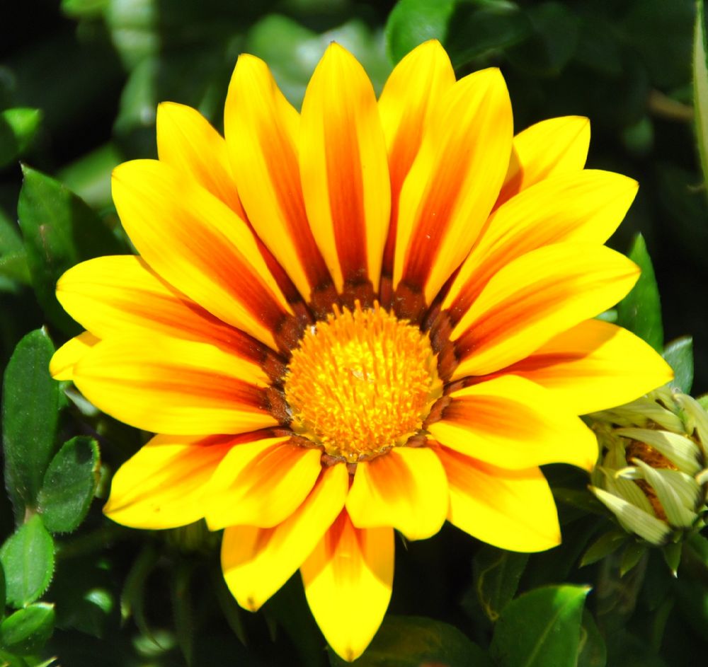 Mittagsblume Foto & Bild | fotos, sommer, makro Bilder auf fotocommunity