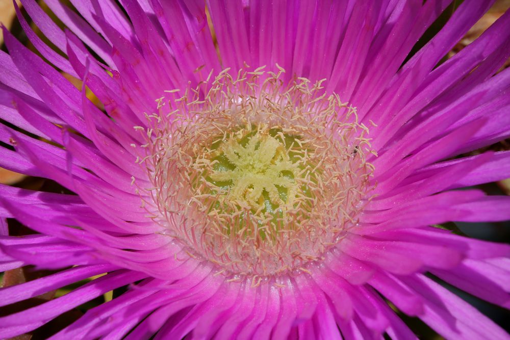 Mittagsblume Foto & Bild | natur, rosa, pflanzen Bilder auf fotocommunity
