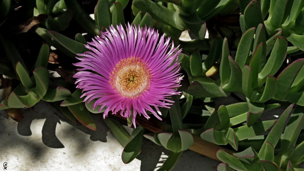 Mittagsblume Foto & Bild | natur, pflanzen, blüten Bilder auf fotocommunity