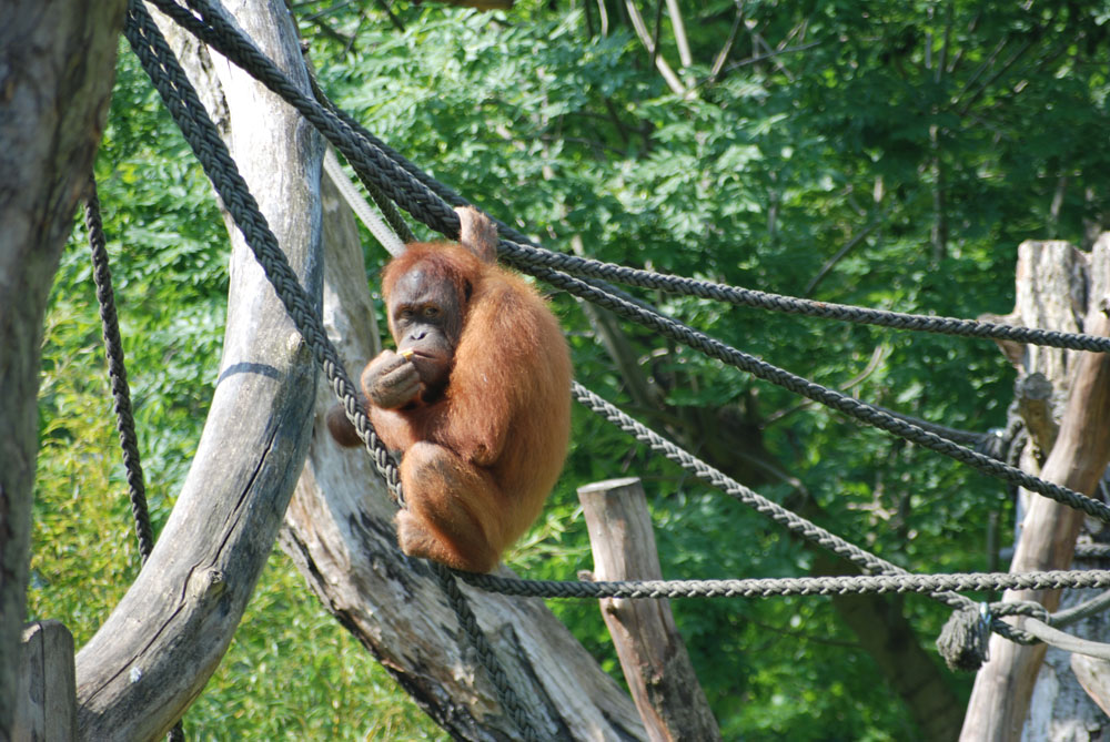 Mittagspause im Affengehege Foto & Bild | tiere, zoo, wildpark ...