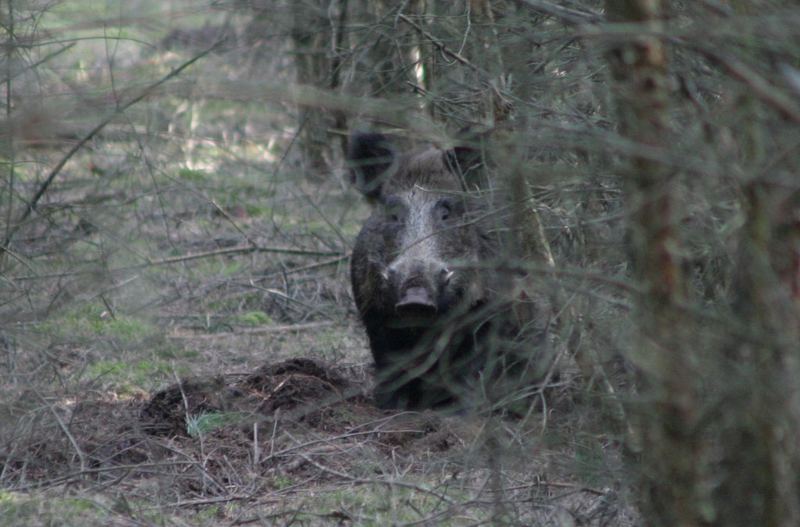 Mittelalter Keiler Foto & Bild | tiere, wildlife, säugetiere Bilder auf ...