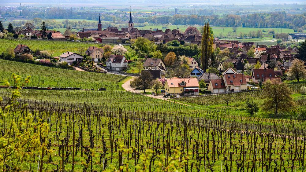 Mittelbergheim Foto & Bild | europe, france, projekte Bilder auf ...