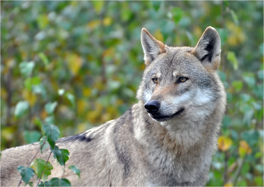 Mitteleuropäischer Grauwolf Foto & Bild | tiere, zoo, wildpark ...