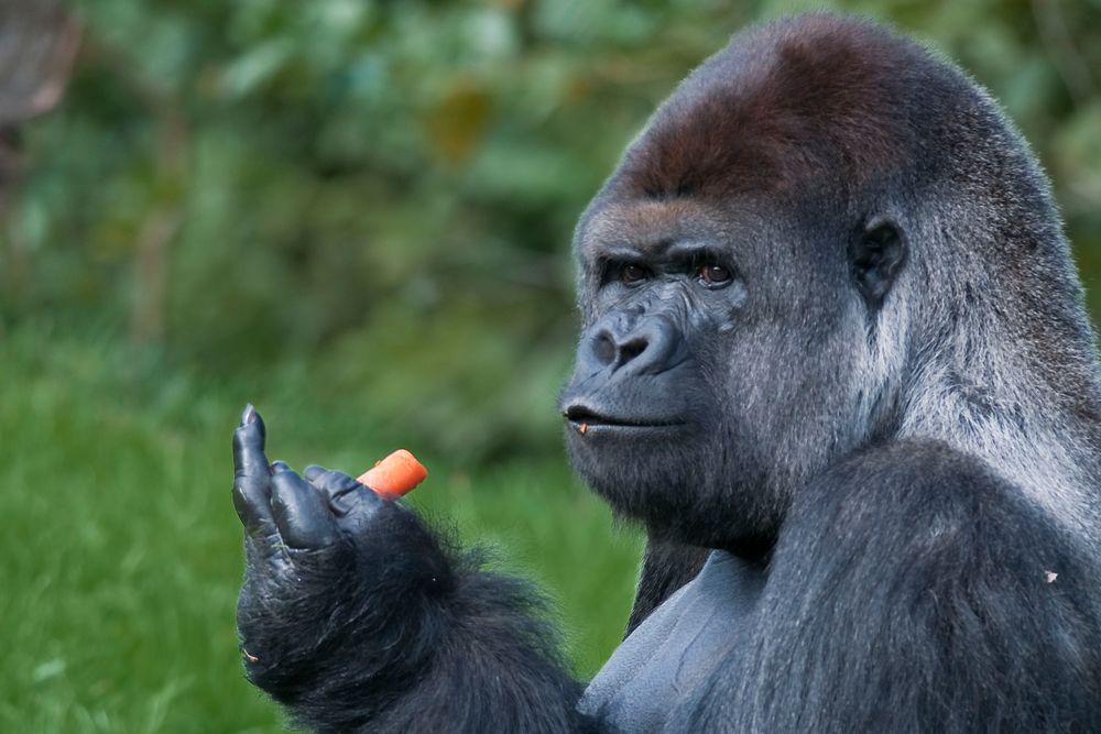 Mittelfinger? Foto & Bild | tiere, zoo, wildpark & falknerei ...