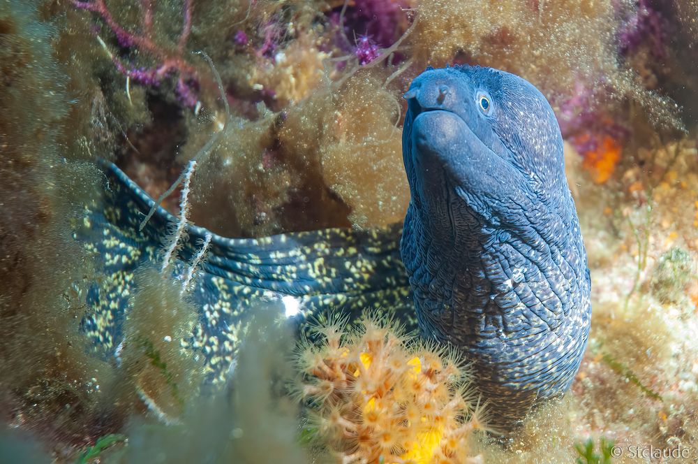 Mittelmeer-Muräne Foto & Bild | natur, mittelmeer, unterwasserfotos ...