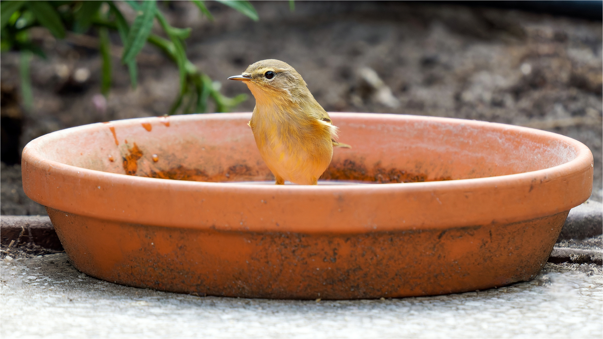 mitten im mit Wasser gefüllten Untersetzer ..... Foto & Bild | tiere ...