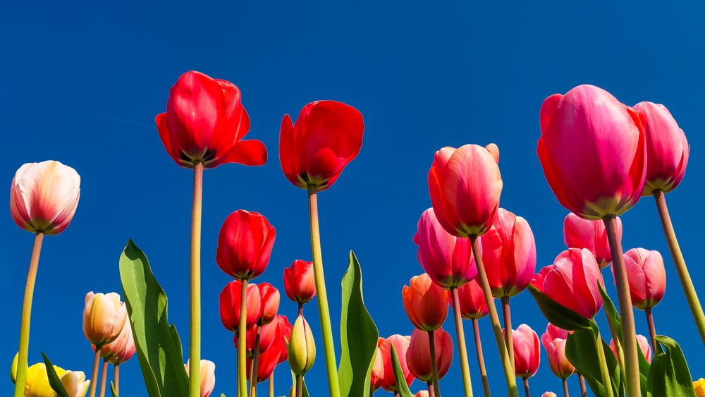 Mitten im Tulpenfeld Foto & Bild | world, tulpen, frühling Bilder auf fotocommunity