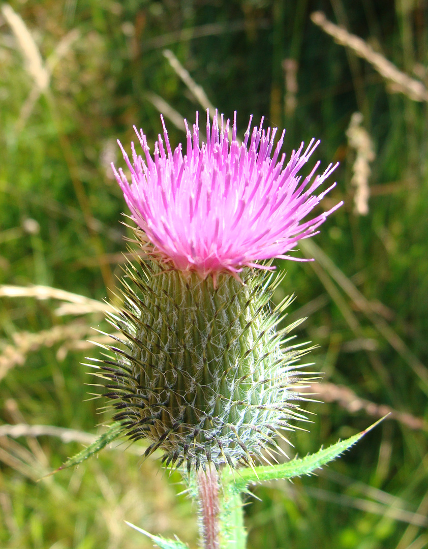 mitten im Wald stand diese schöne Diestel in Positur Foto & Bild ...