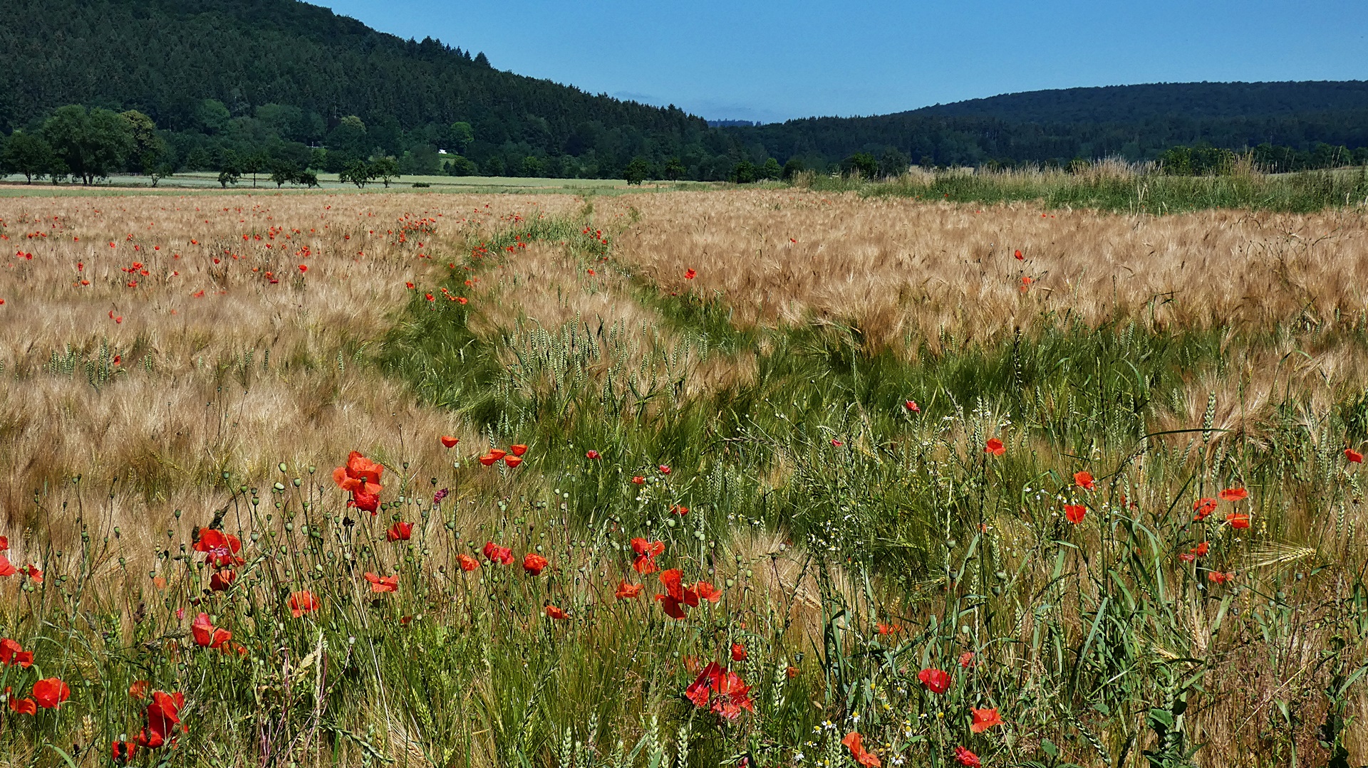 Mitten in der Natur Foto & Bild | natur, landschaft, felder mohn ...