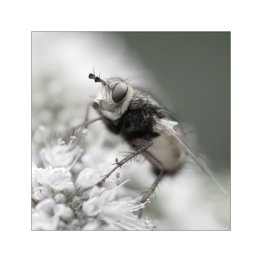 mittiges Tierchen Foto & Bild | kleingetier, natur Bilder auf fotocommunity