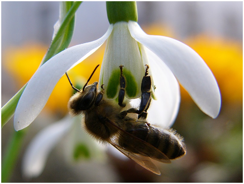 mittiges unscharfes Bienchen Foto & Bild | tiere, wildlife, insekten ...