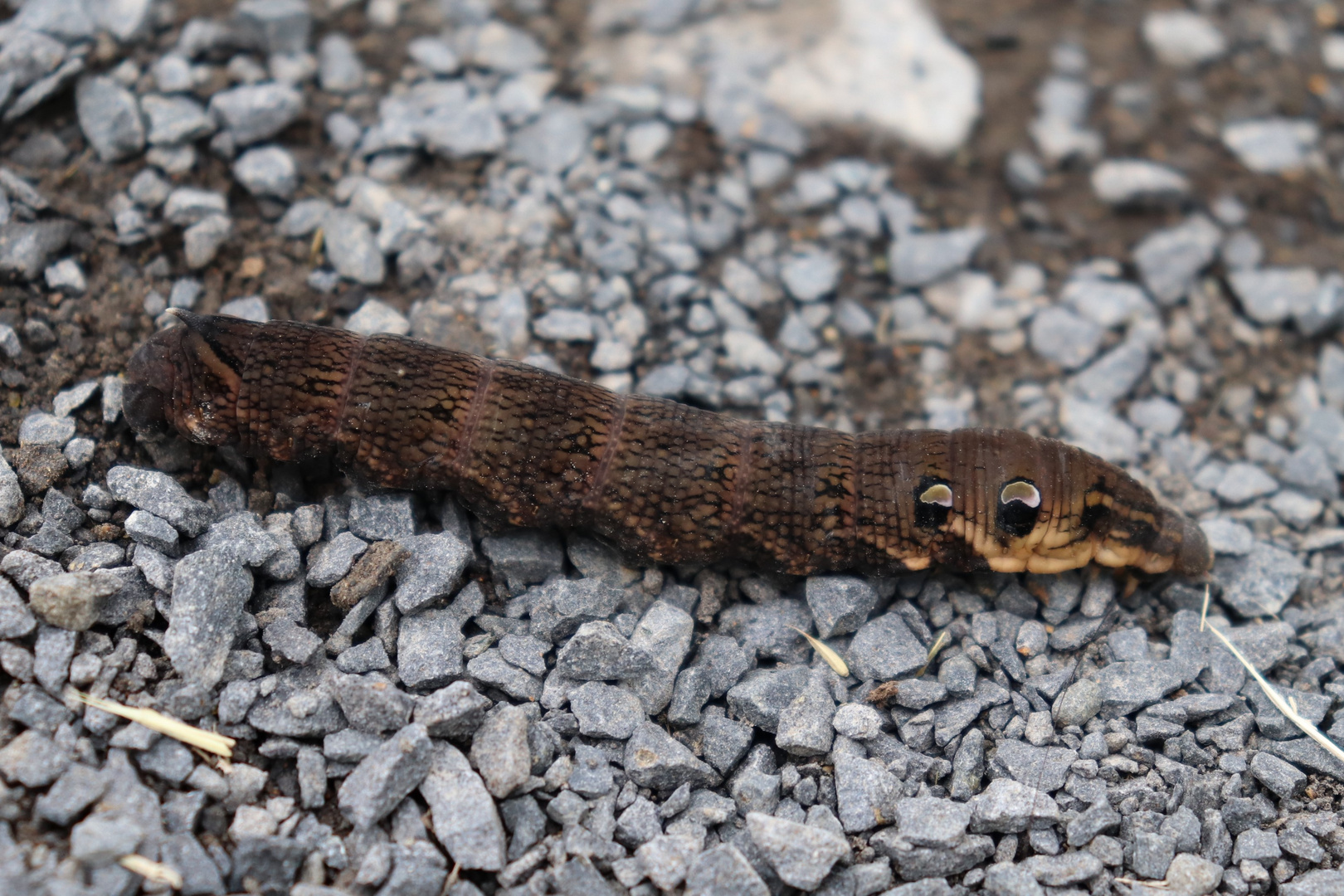 Mittlerer Weinschwärmer Raupe Foto & Bild | tiere, wildlife ...