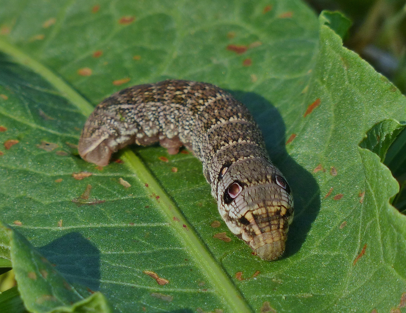 mittlerer Weinschwärmer_02 - Raupe Foto & Bild | tiere, wildlife ...