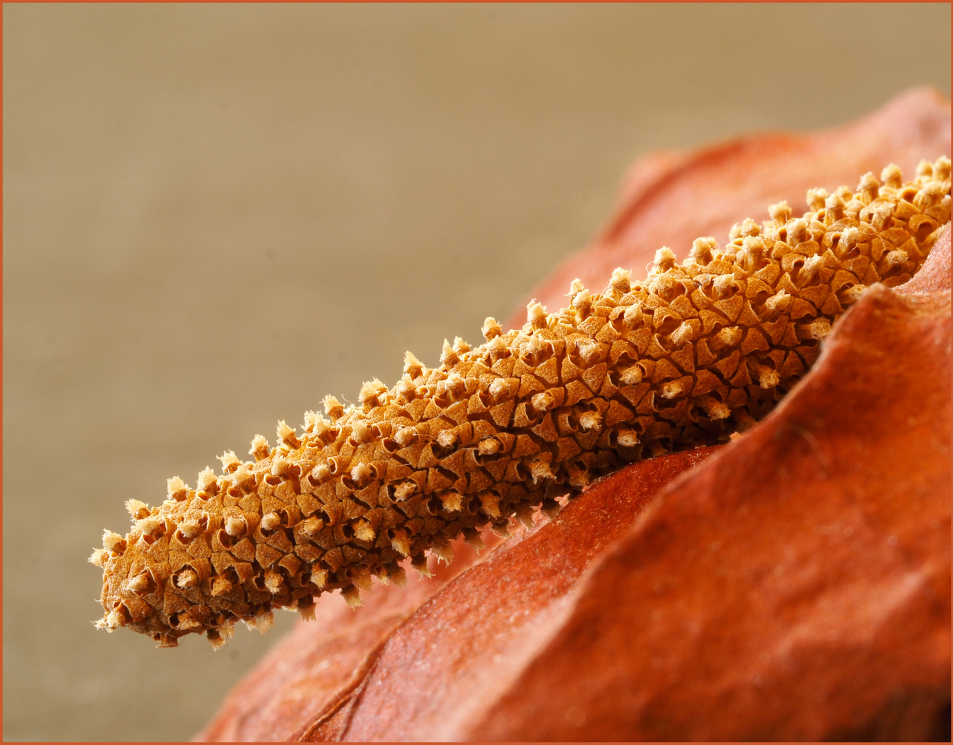 Mittwochs geht es ganz nah ran Foto & Bild | pflanzen, pilze & flechten ...