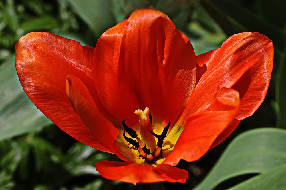 Mittwochsblümchen Foto & Bild | tulpen, natur, blumen Bilder auf fotocommunity