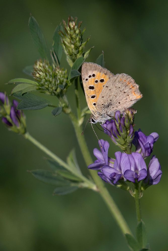 Mittwochsblümchen Foto & Bild | natur, insekten, tiere Bilder auf ...