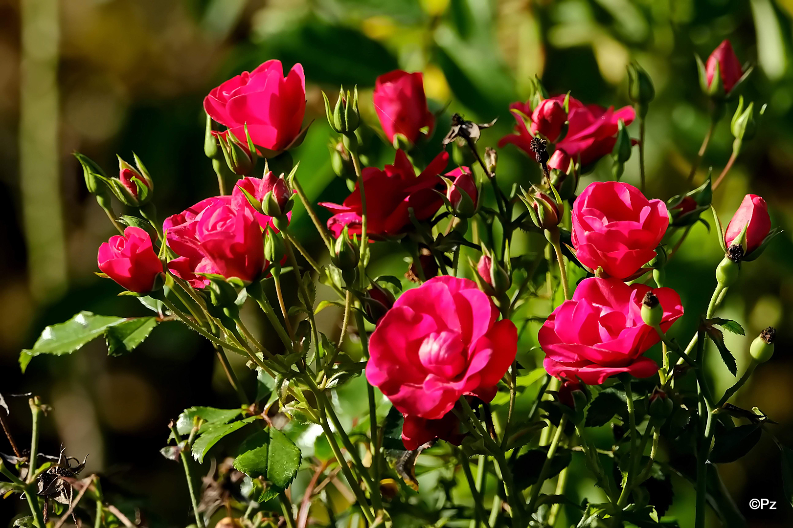 Mittwochsblümchen: Buschrosen im November ... Foto & Bild | pflanzen ...