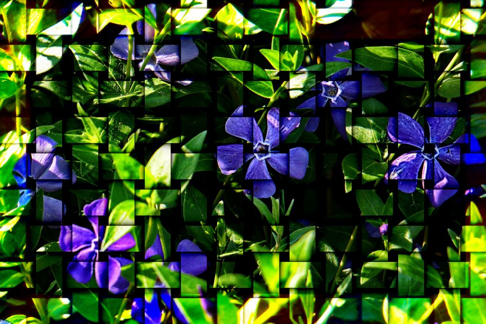 Mittwochsblümchen - Gewebt von der Natur Foto & Bild | projekte, fotomontage, bearbeitungs ...