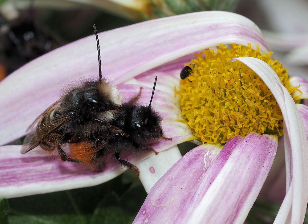 Mittwochsblümchen mit Anhang … Foto & Bild | spezial, blumen, blümchen ...