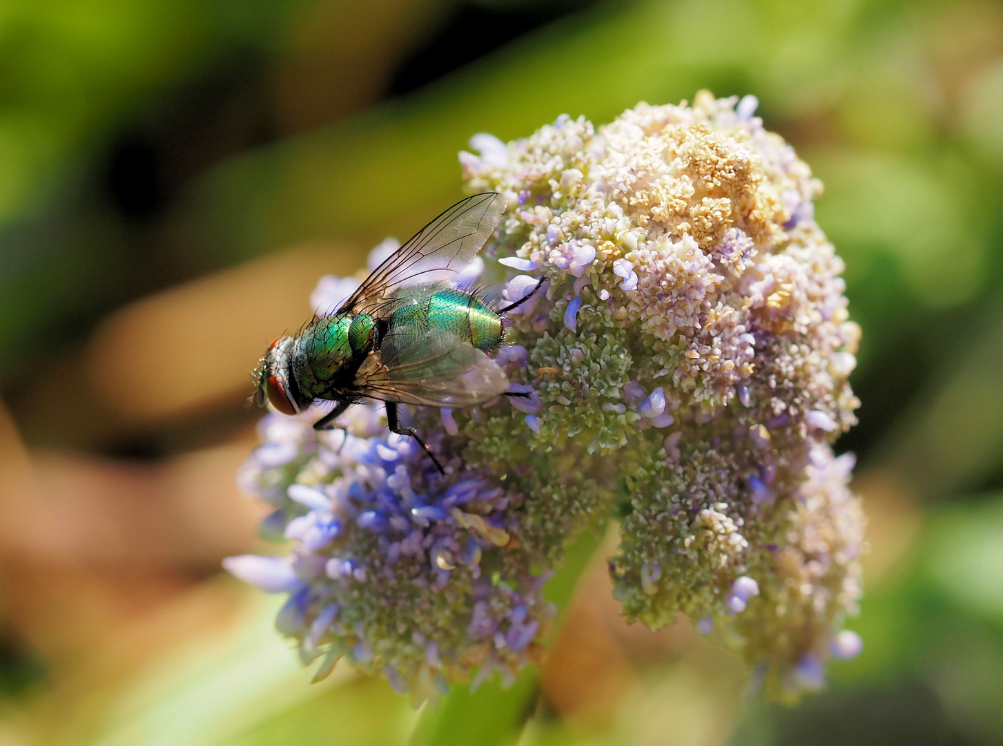 Mittwochsblümchen mit Anhang… Foto & Bild | makro, blümchen ...