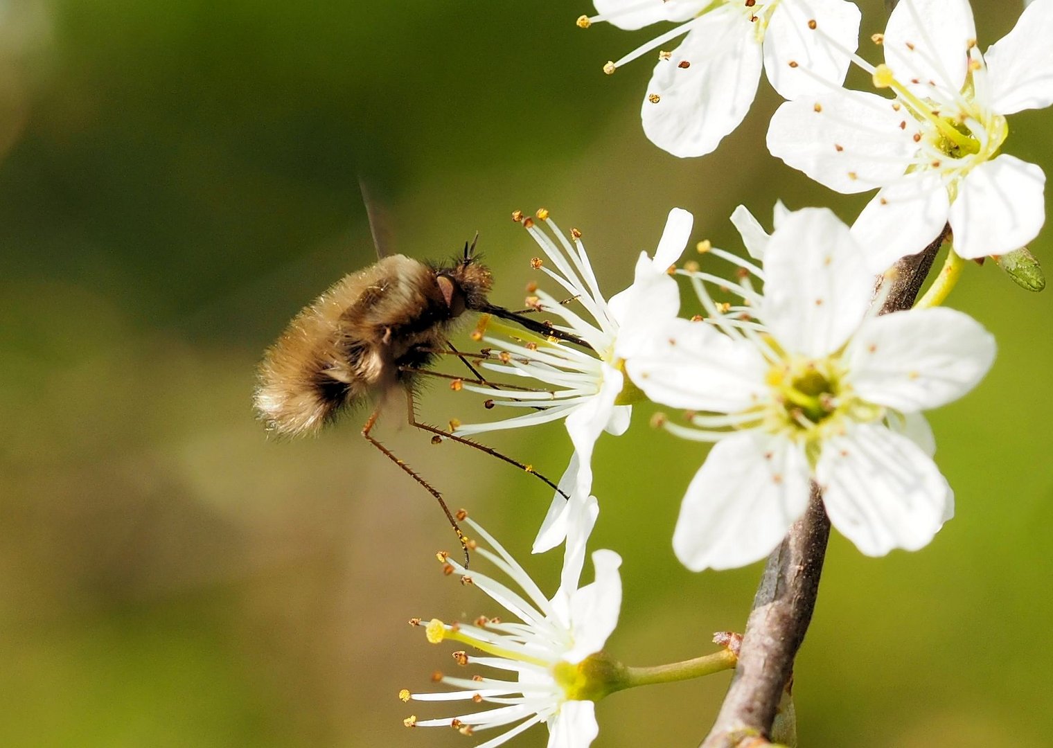 Mittwochsblümchen mit Anhang... Foto & Bild | natur, fliegen, insekten ...